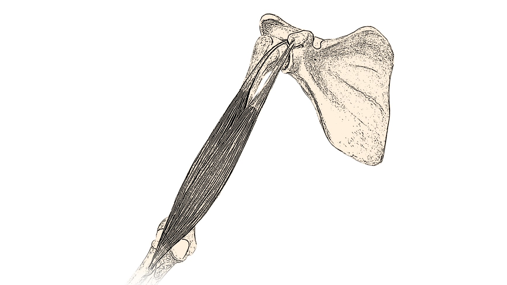 Muscles Classification Based on Function